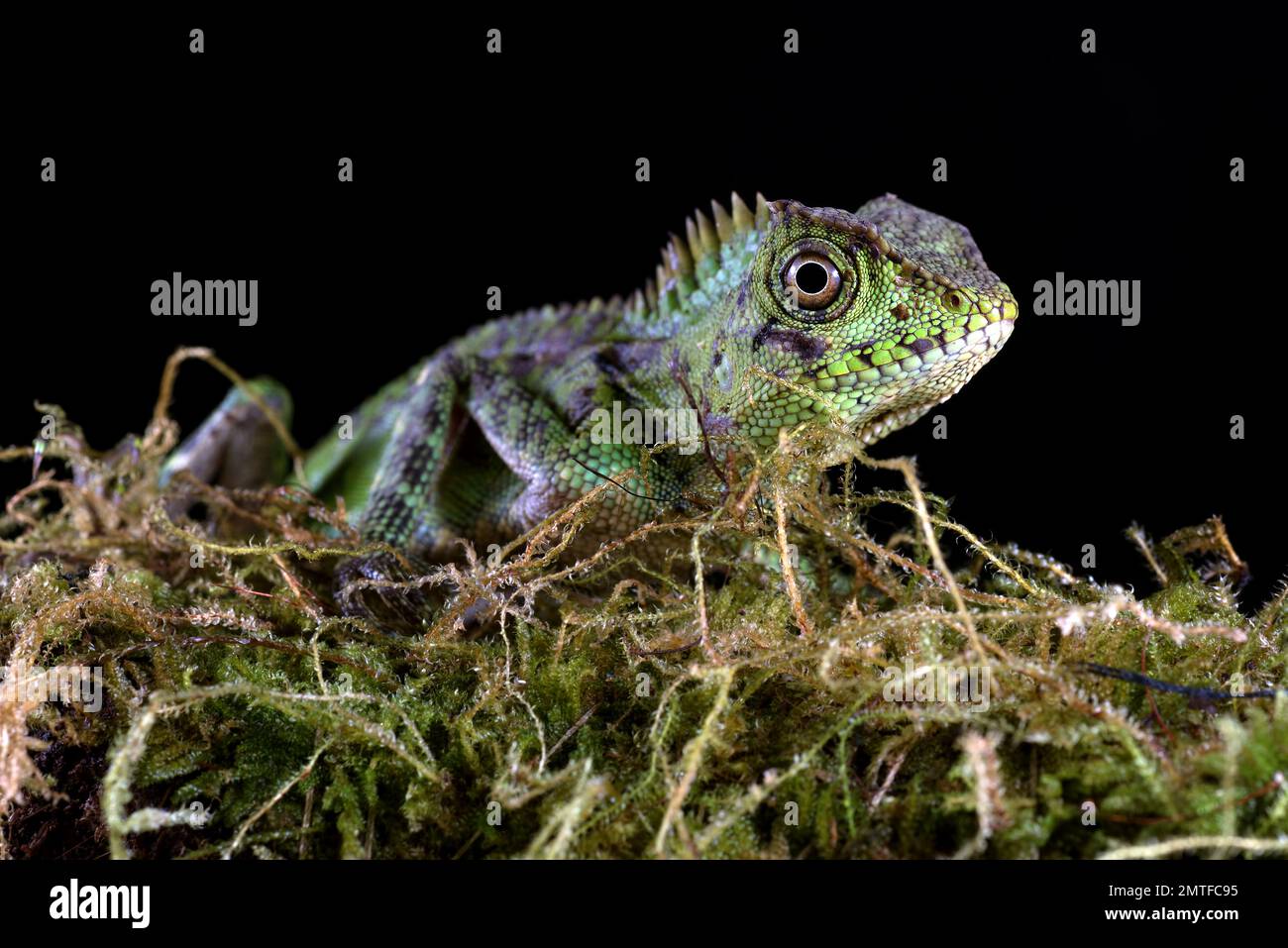 Forest dragon lizard in black background Stock Photo - Alamy