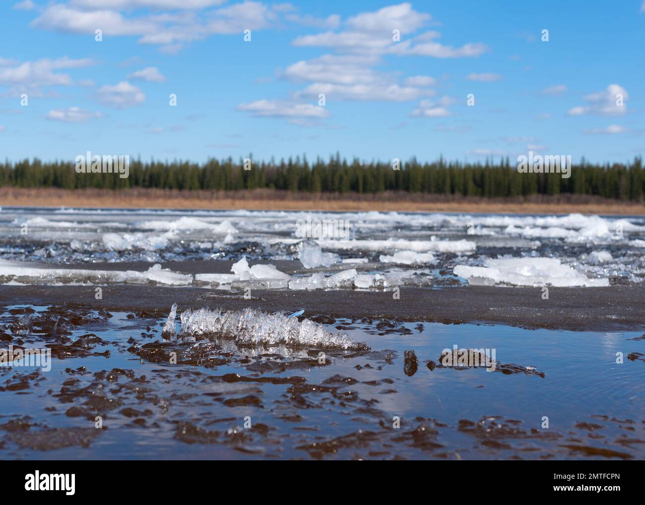 The last ice floes are melting in shallow water. Ice drift on the ...