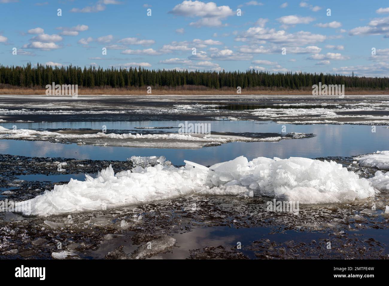The last ice floes are melting in shallow water. Ice drift on the ...