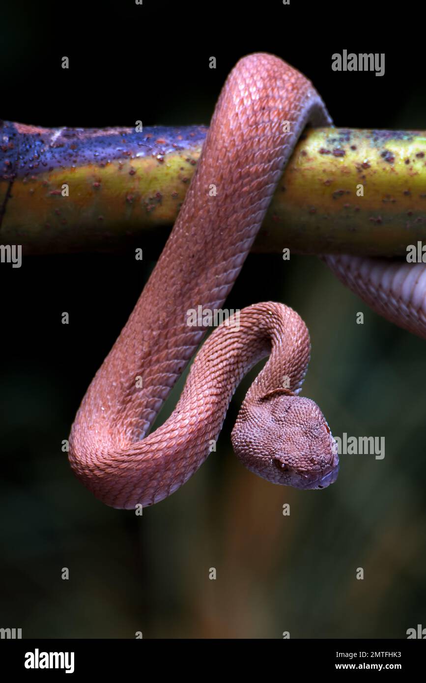 Mangrove pit viper coiled around a tree branch Stock Photo - Alamy