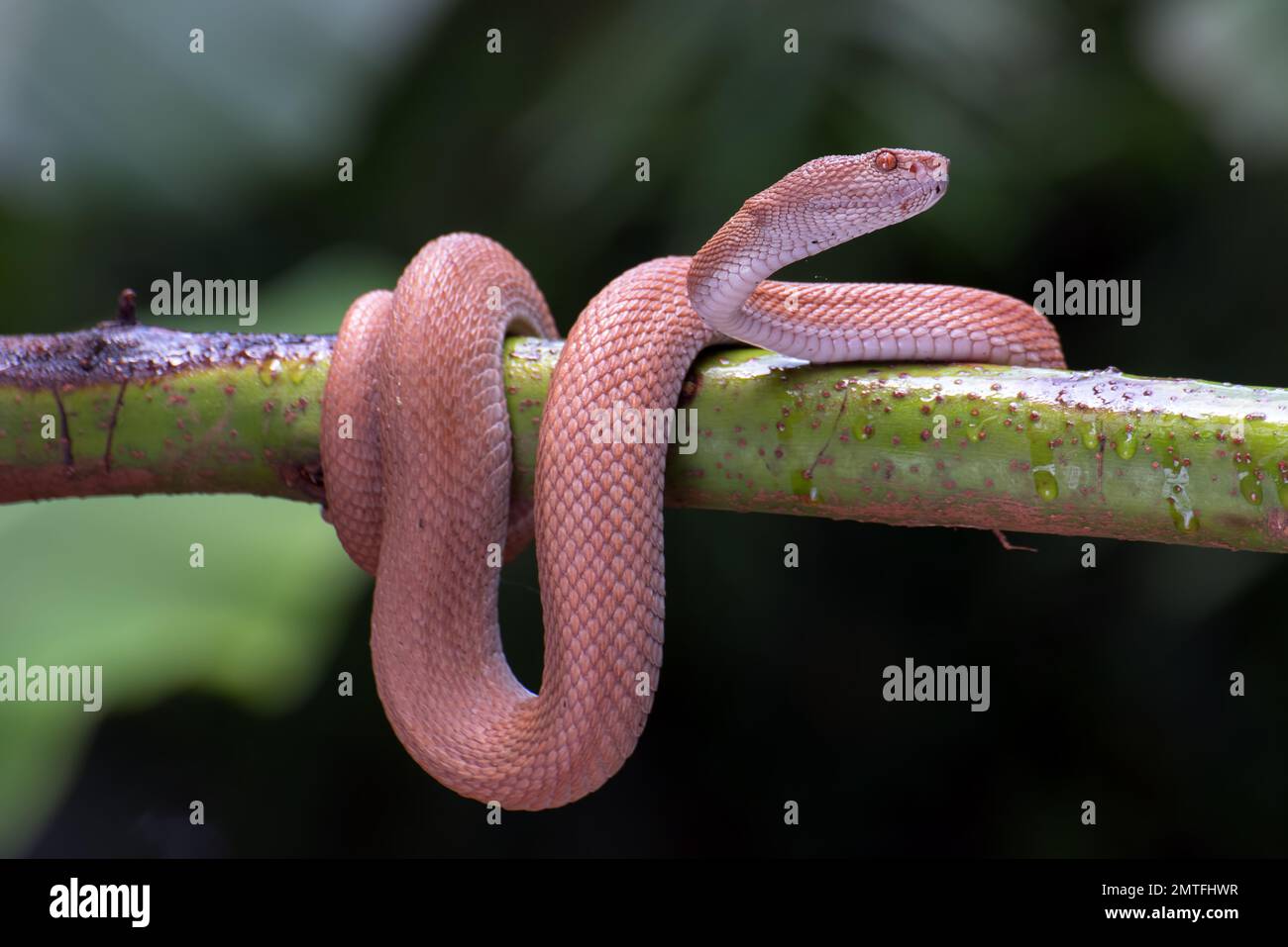 Mangrove pit viper coiled around a tree branch Stock Photo - Alamy