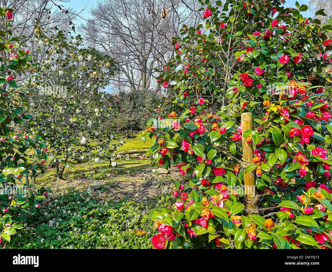Lush blooming bushes with colored flowers in Camellia Park of Locarno ...
