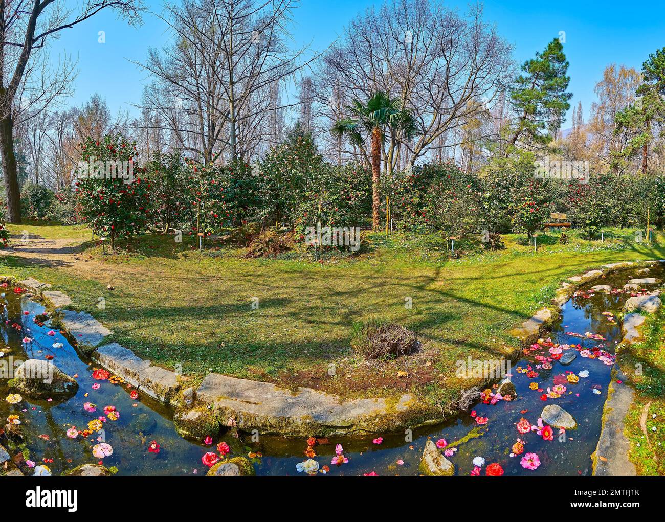 Camellia Park panorama with blooming bushes, curved narrow creek with ...