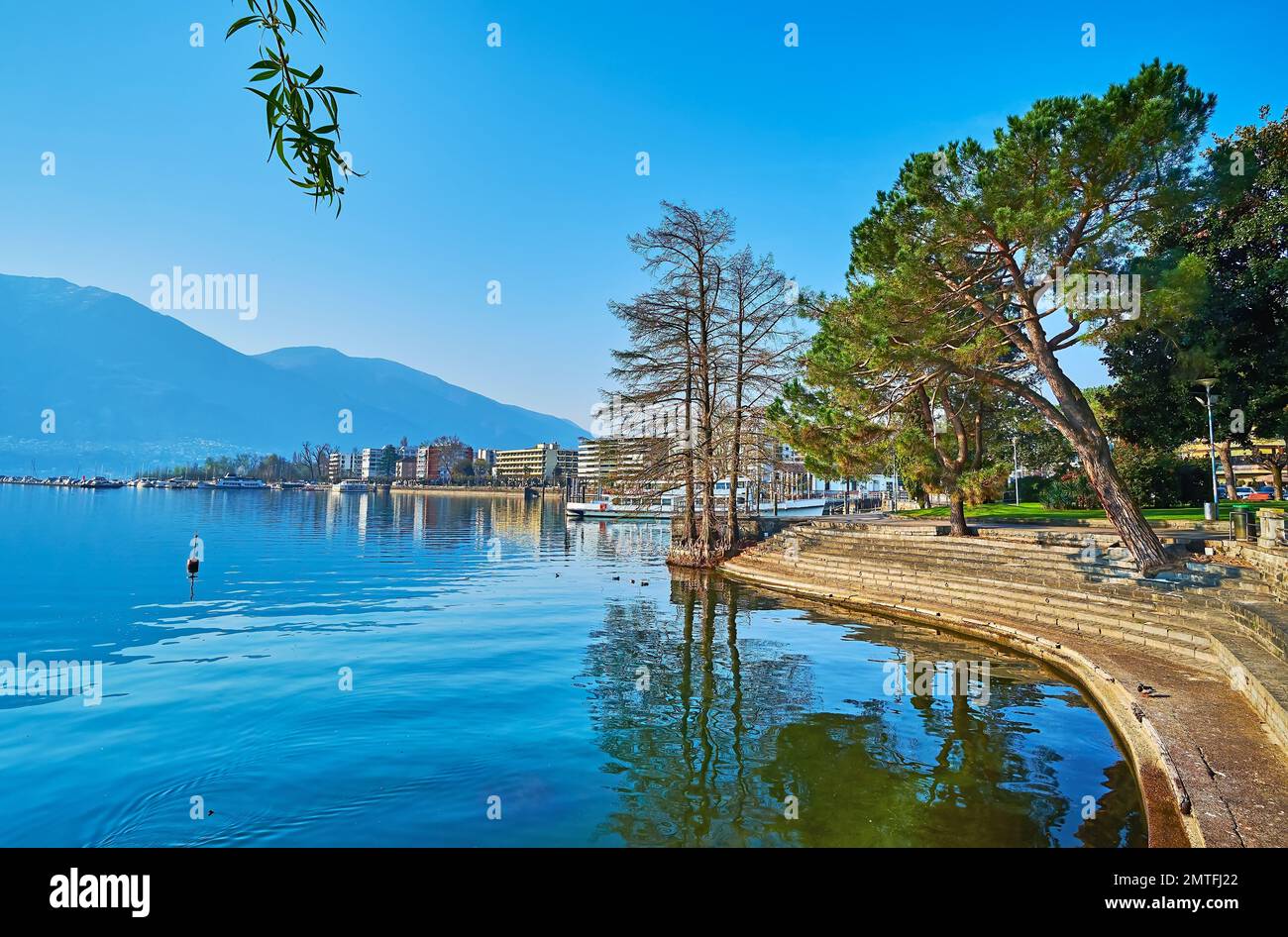 The shady conifer park with tall pines on the bank of Lake Maggiore ...