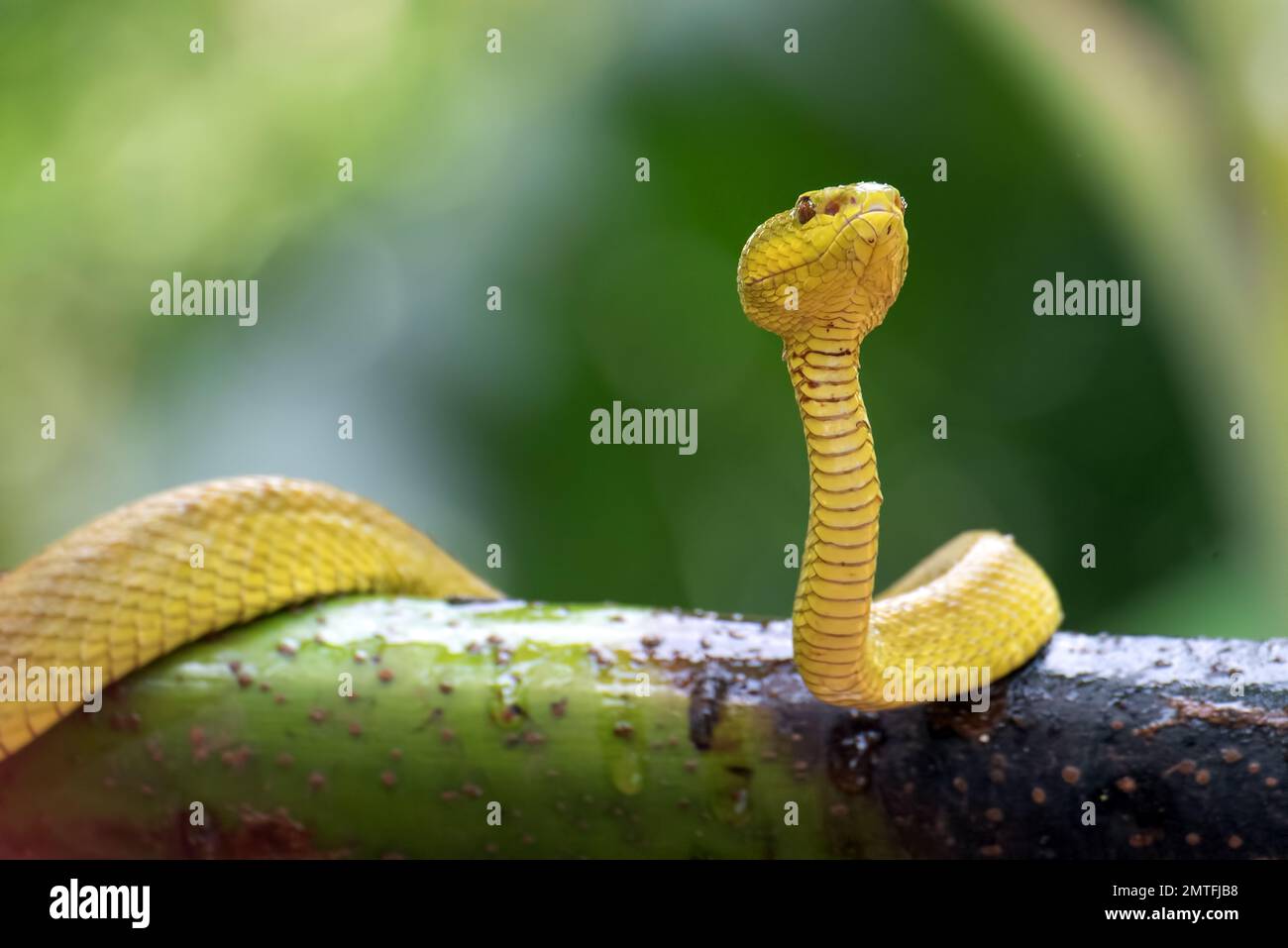 Mangrove pit viper coiled around a tree branch Stock Photo - Alamy