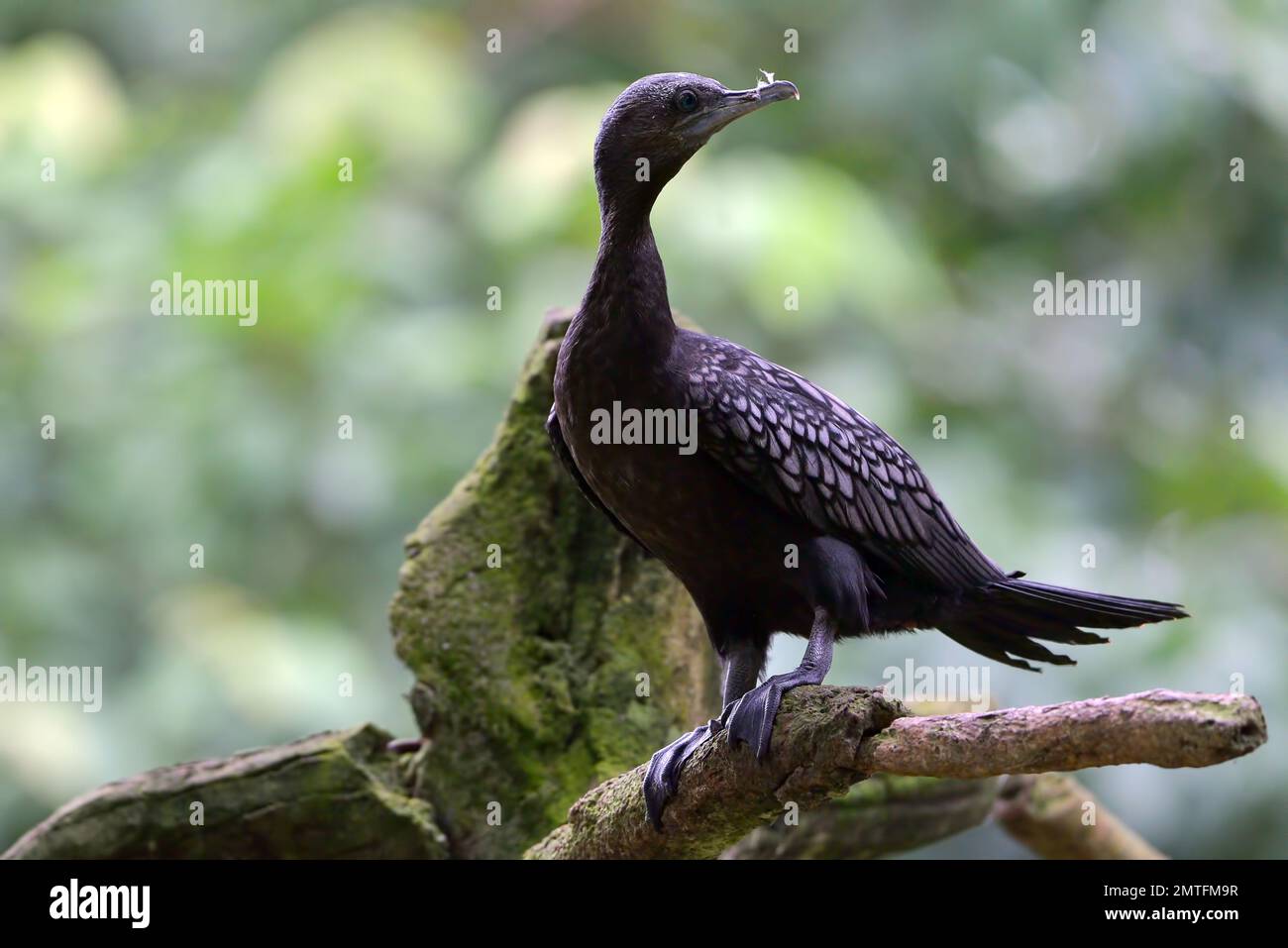 Snake necked bird hi-res stock photography and images - Alamy