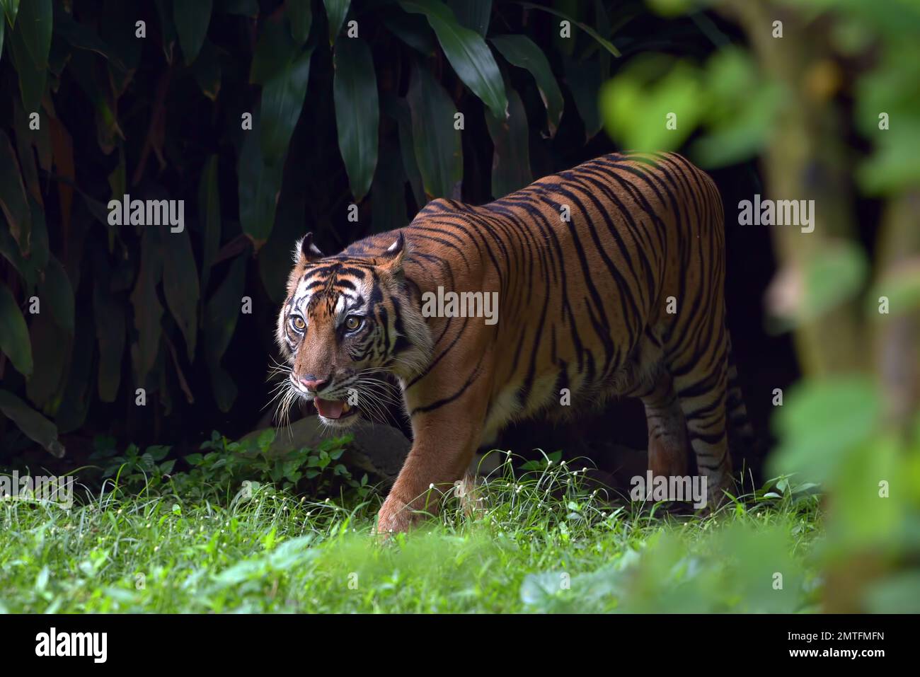 Sumatran tiger comes out from behind a thick bush Stock Photo - Alamy