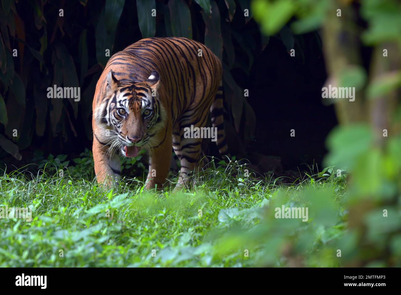 Sumatran tiger comes out from behind a thick bush Stock Photo - Alamy