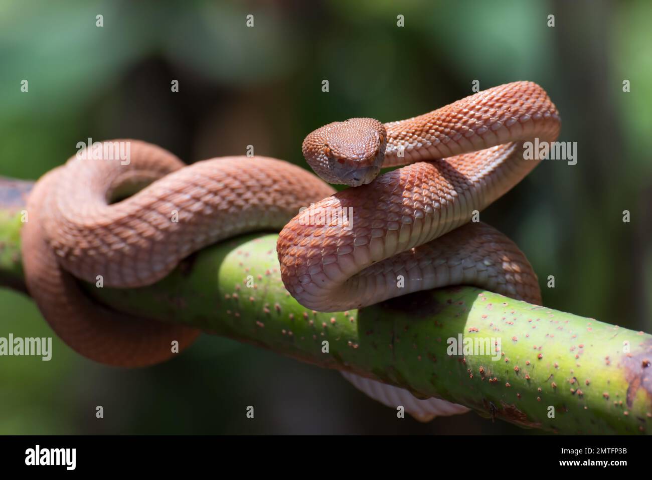 Mangrove pit viper coiled around a tree branch Stock Photo - Alamy