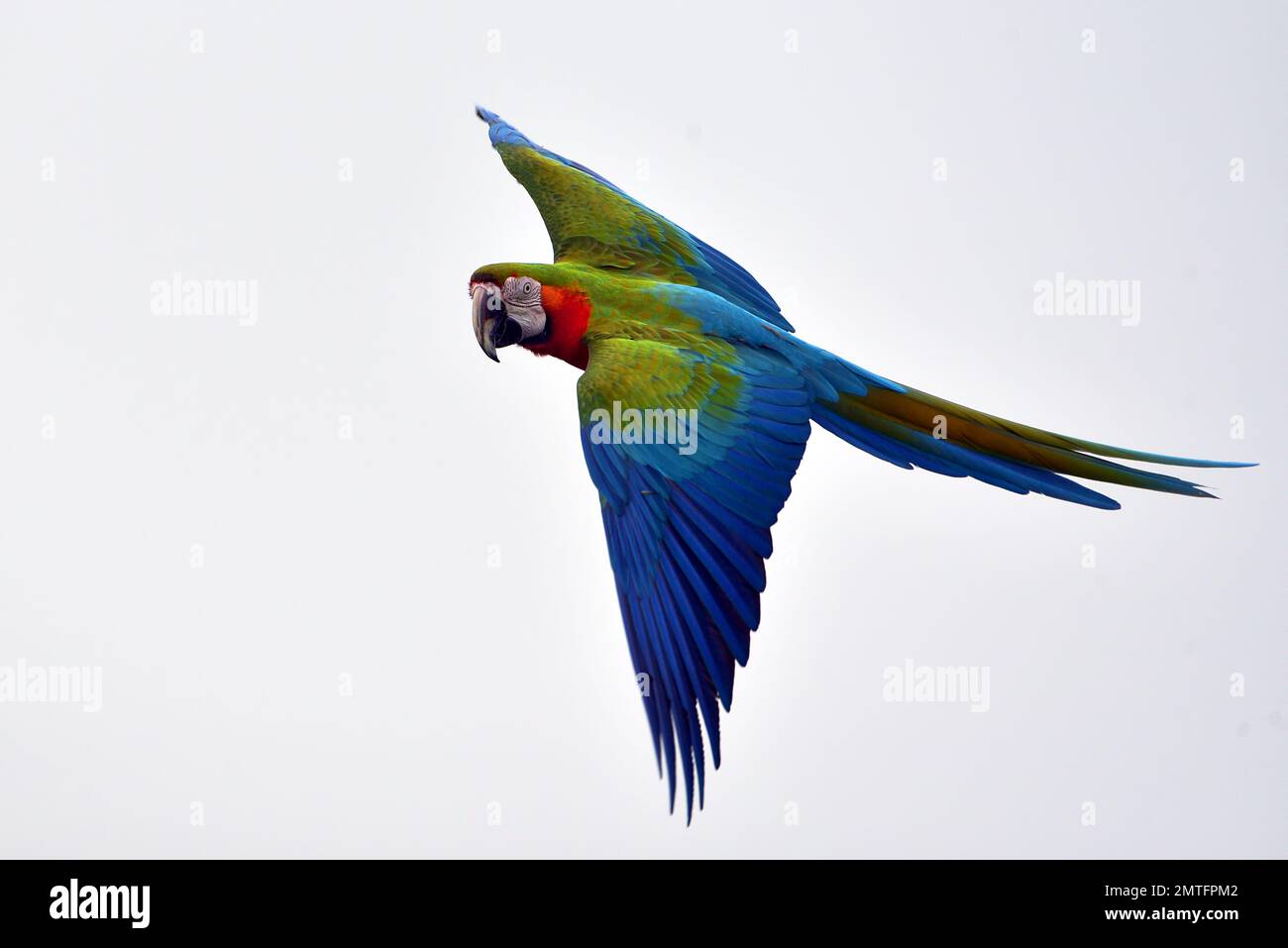 Parrot macaw bird on a flight Stock Photo - Alamy