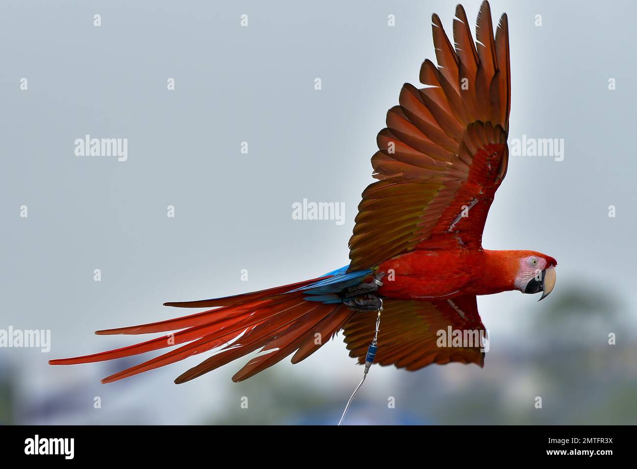 Colorful parrot image hi-res stock photography and images - Alamy