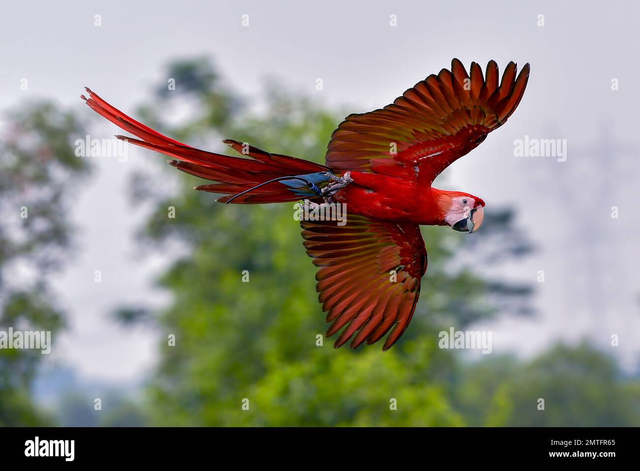 A red parrot with green and yellow wings hi-res stock photography and ...
