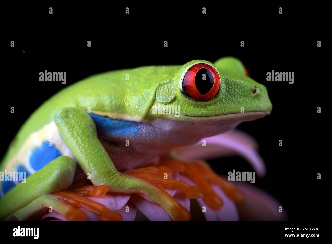 red eyed tree frog on a black background Stock Photo - Alamy