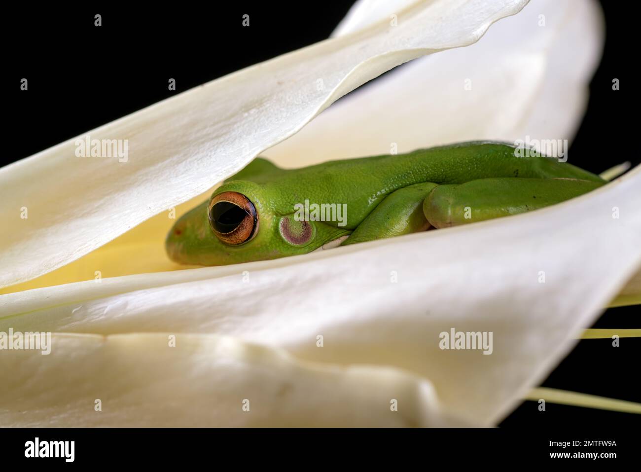 Dumpy frog hi-res stock photography and images - Alamy