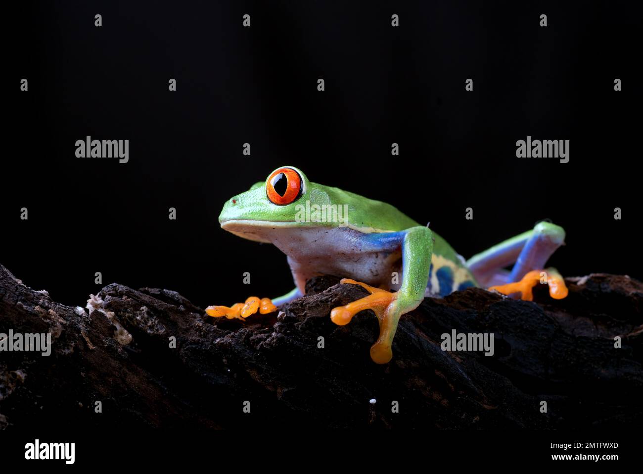 red eyed tree frog on a black background Stock Photo - Alamy
