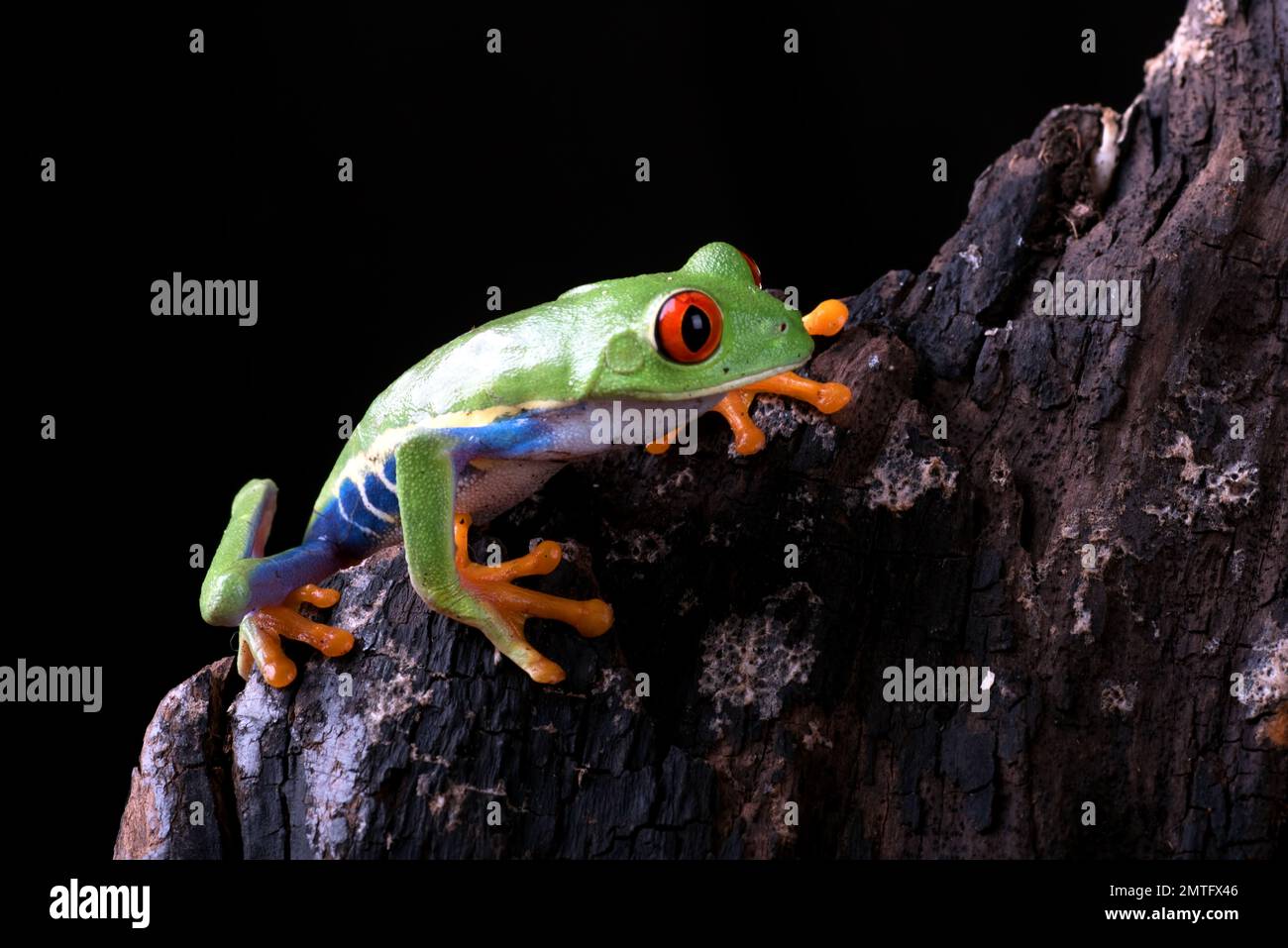 red eyed tree frog on a black background Stock Photo - Alamy