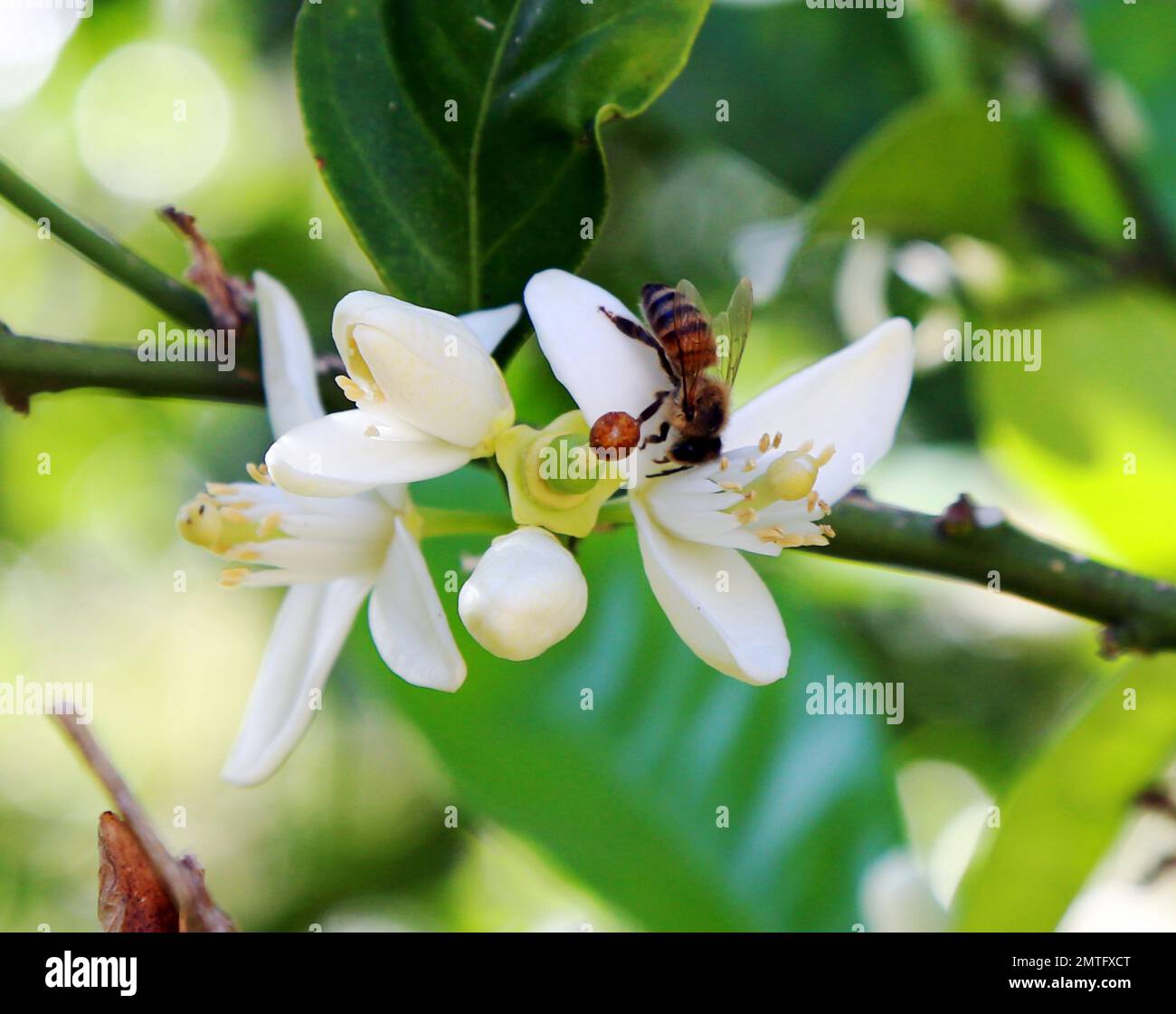 Love honeybee hi-res stock photography and images - Alamy