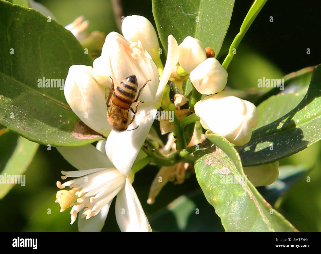 White flower with honey bee hi-res stock photography and images - Alamy