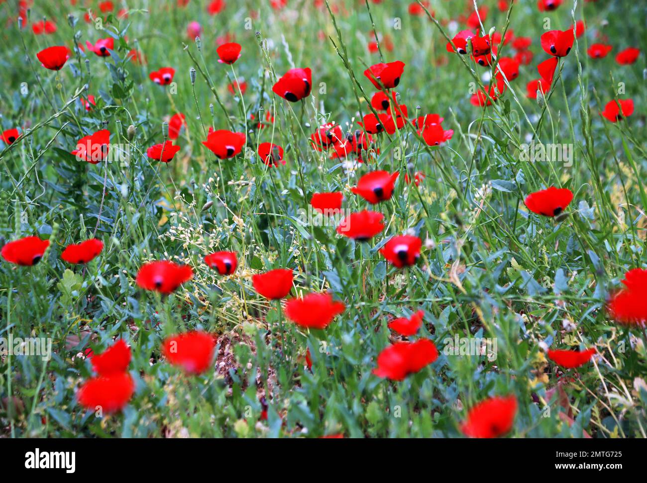 Field of red poppies Stock Photo - Alamy
