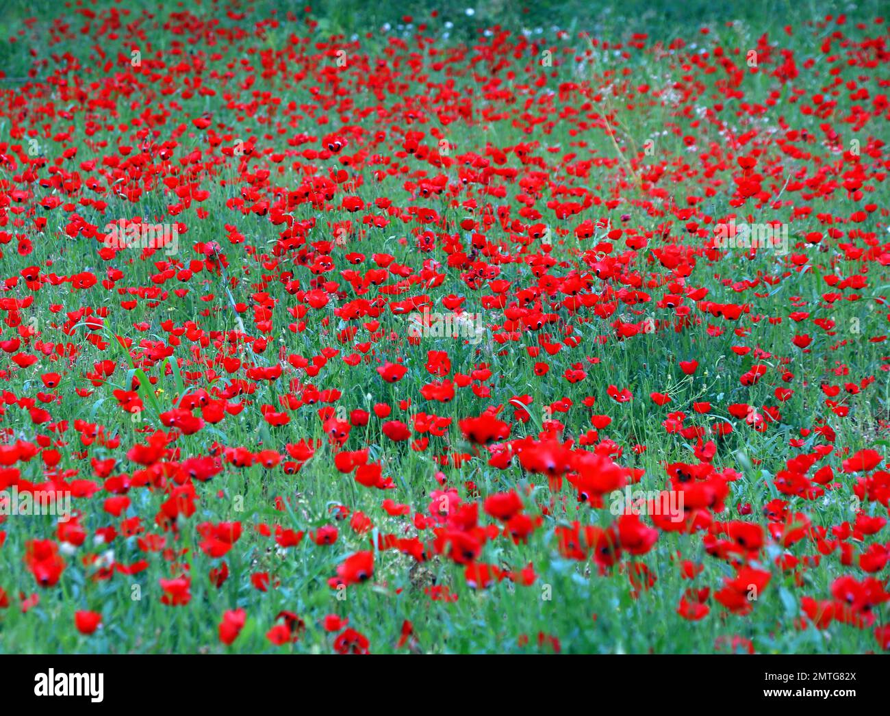 Field of red poppies Stock Photo - Alamy