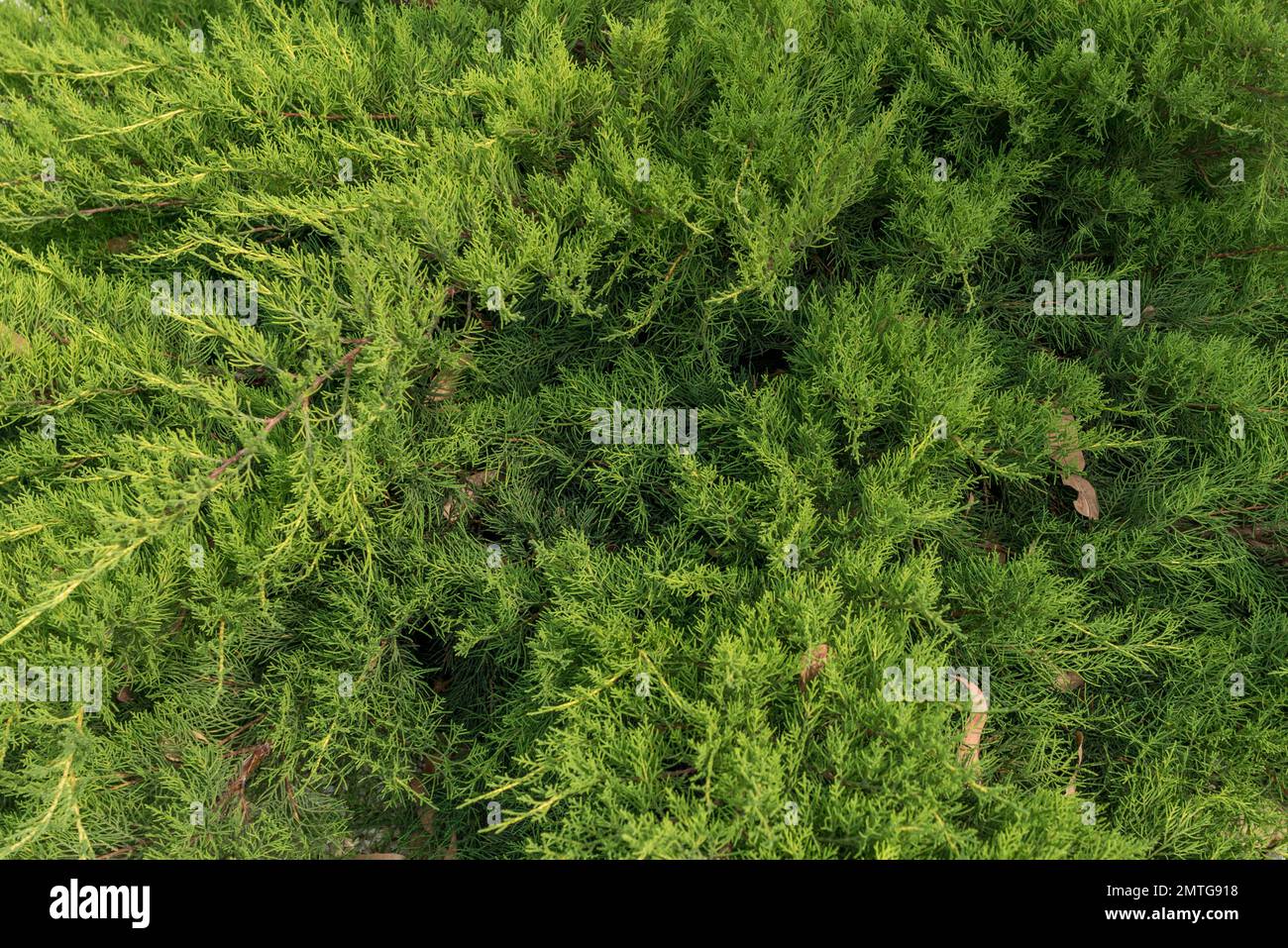 Juniper bush closeup. Background with juniper branches Stock Photo - Alamy