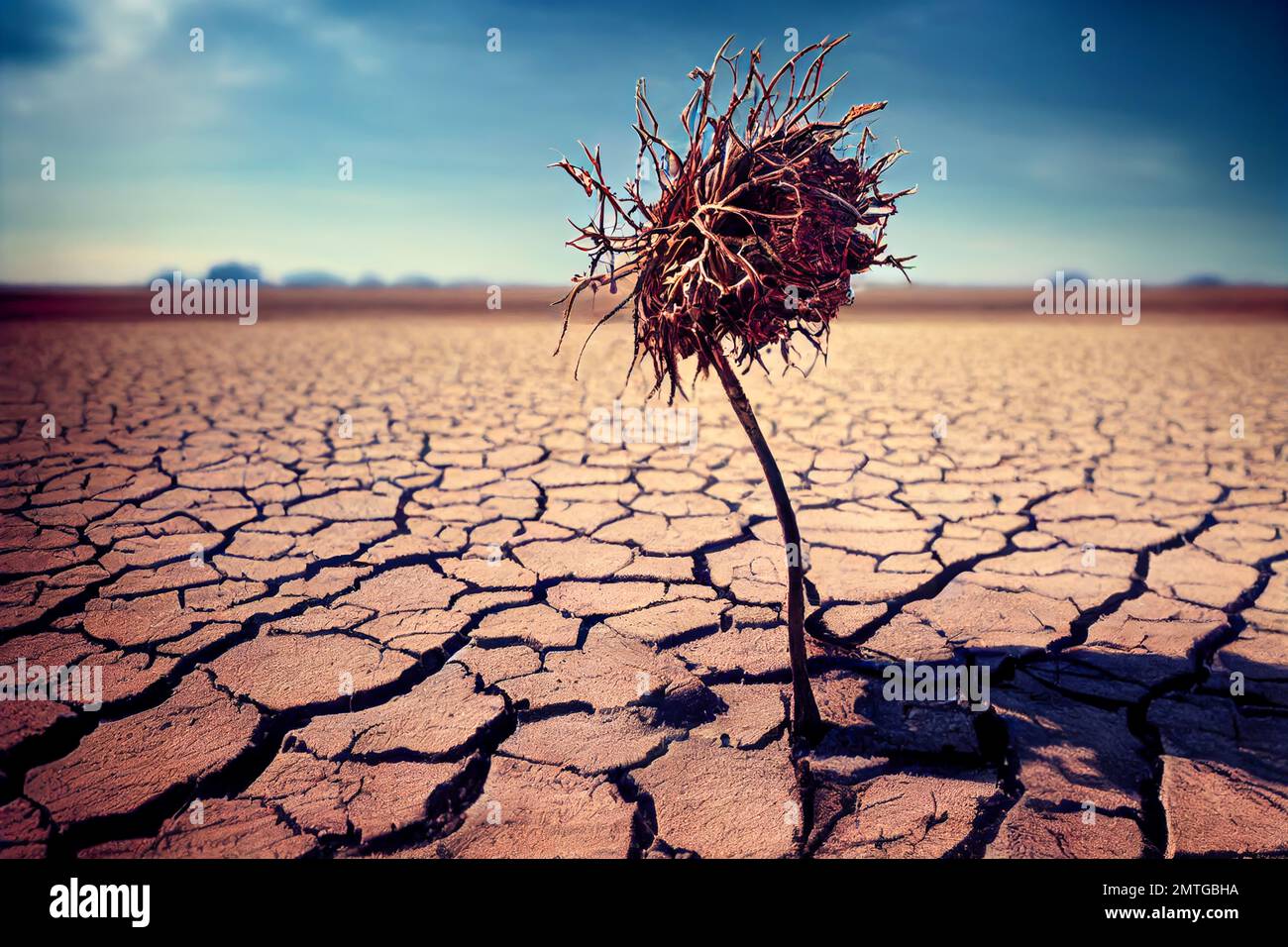 Dead small lonely leafless plant growing on cracked dry barren land ...