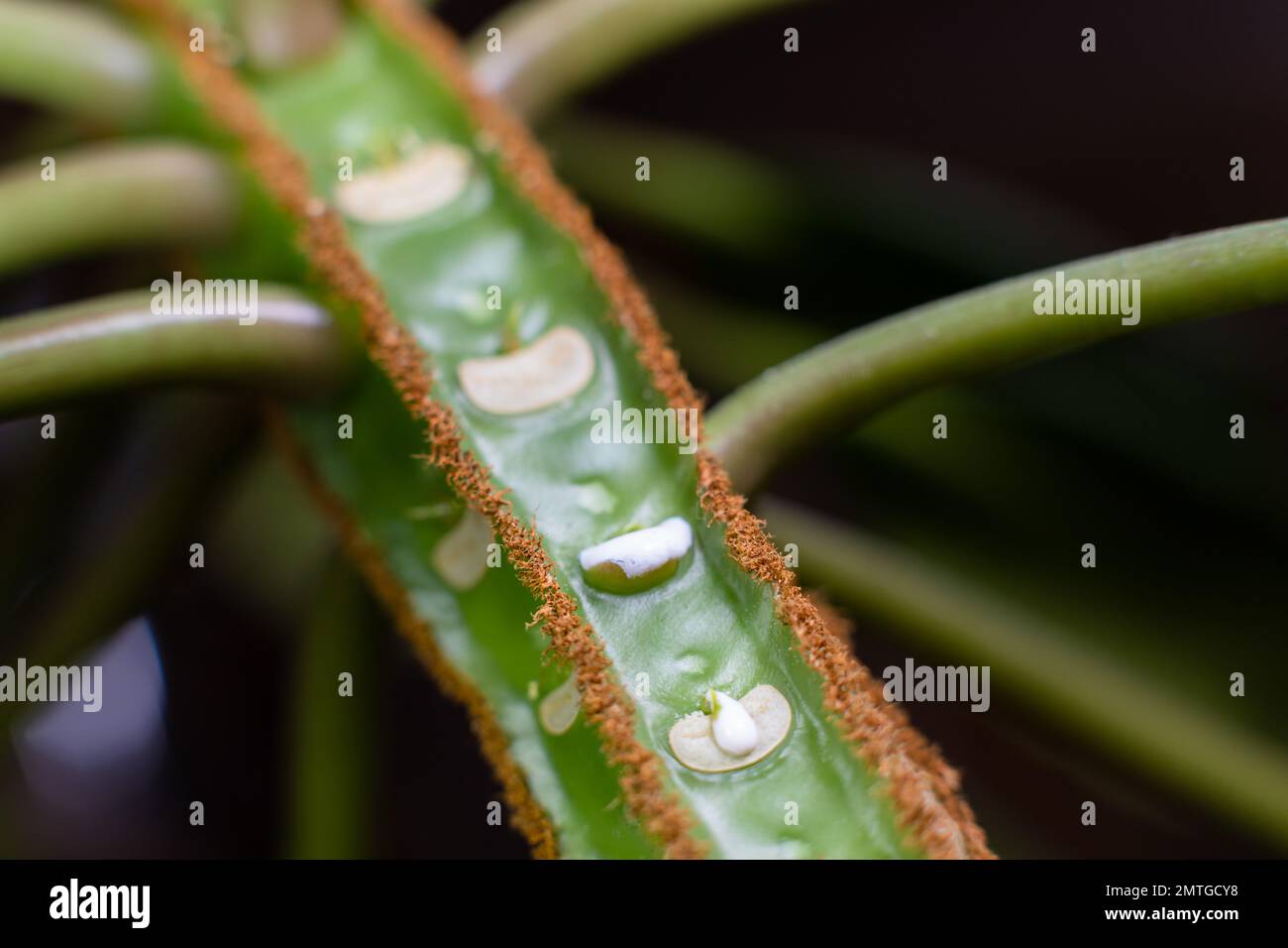 Madagascar jewel poisonous milk drops - Euphorbia leuconeura dangerous ...