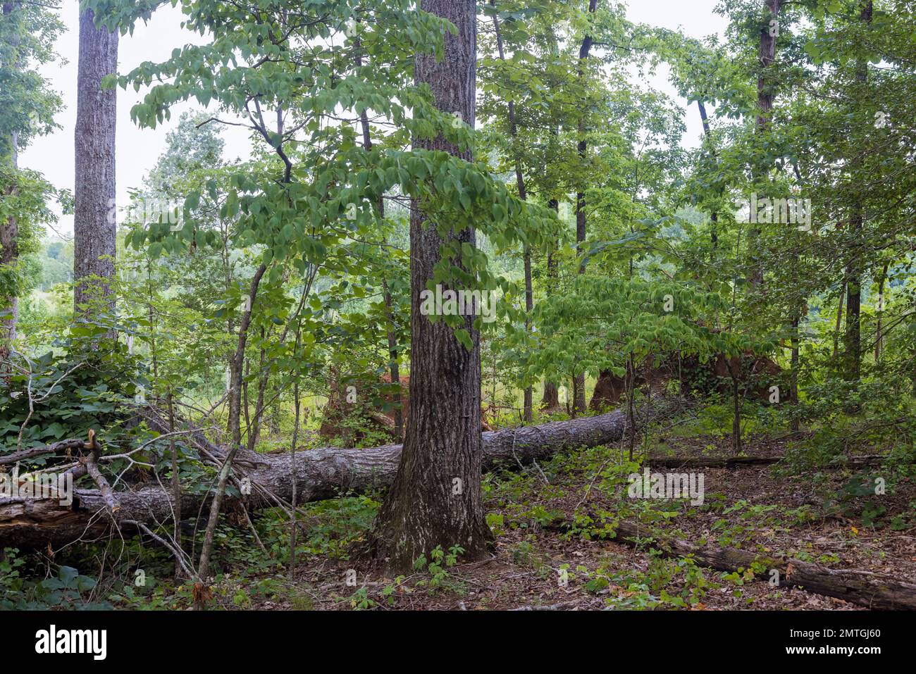 Uprooted broken fallen tree with roots in forest during strong ...