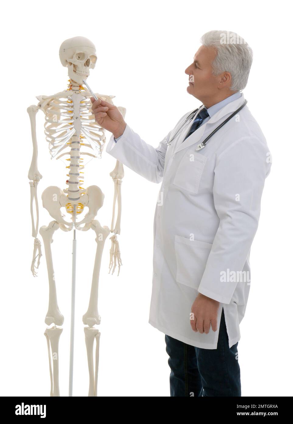 Senior orthopedist human skeleton Cut Out Stock Images & Pictures - Alamy