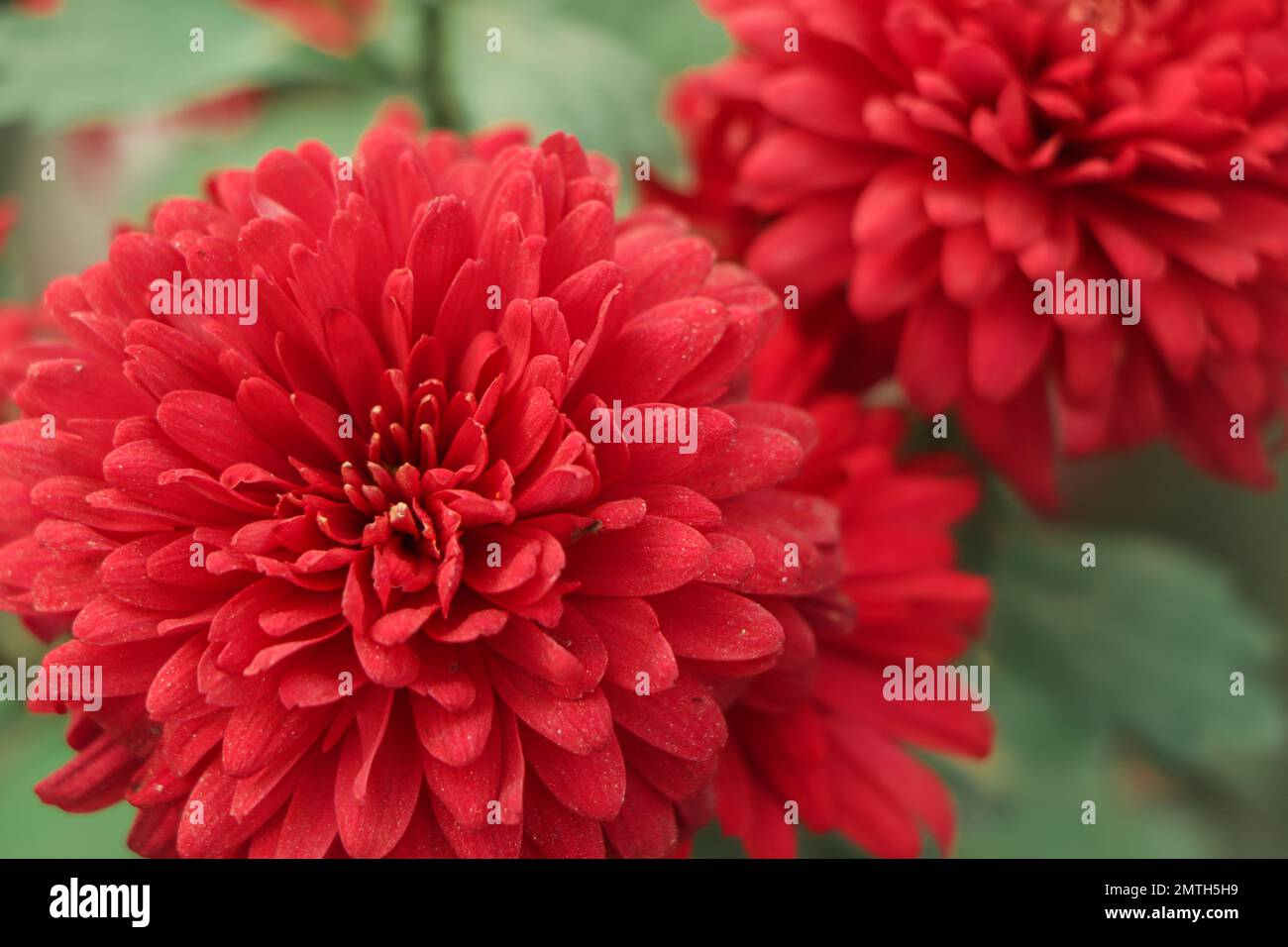 Red flowers of Chrysanthemum in full bloom. Flowers of red ...
