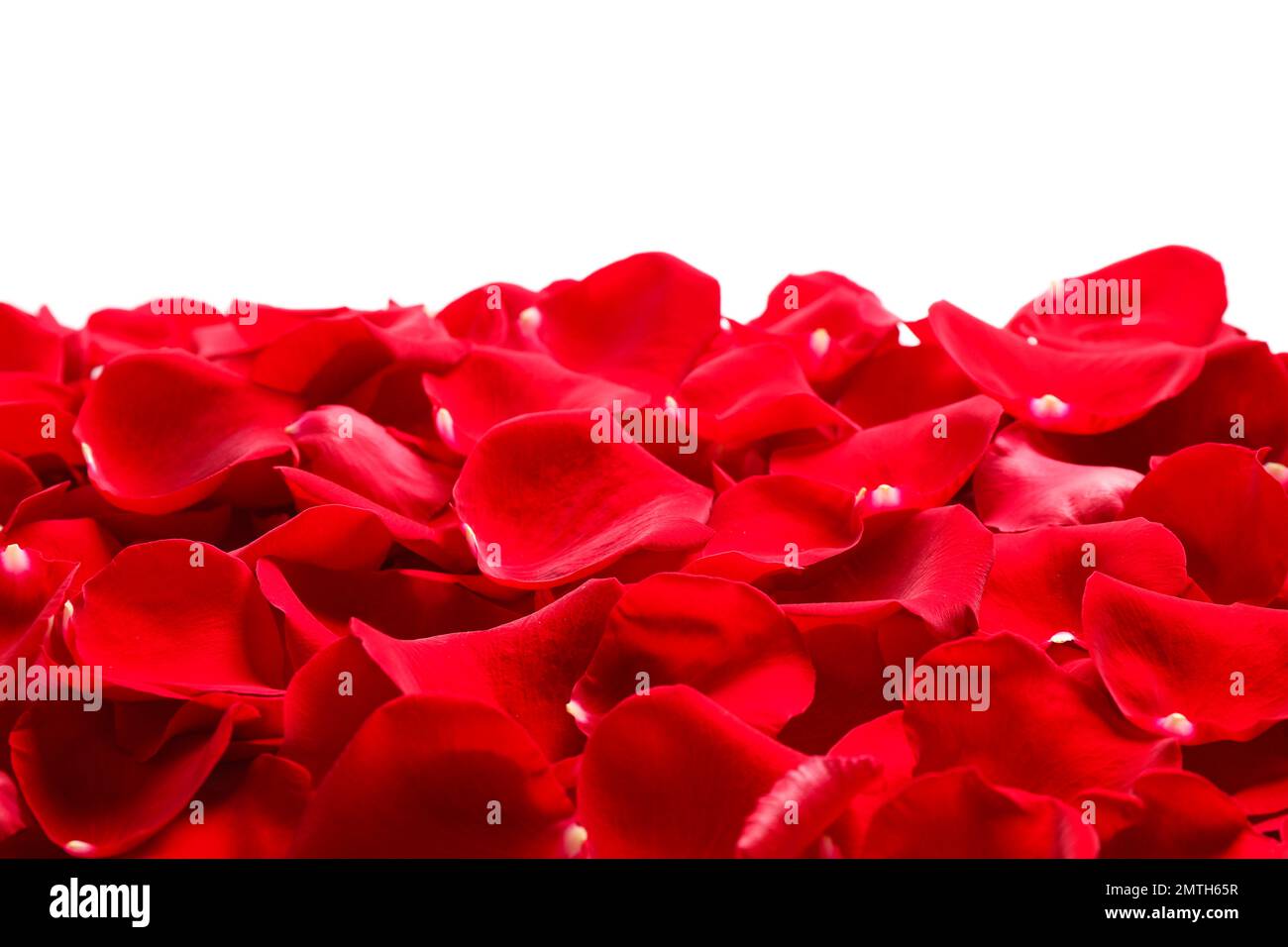 Pile of red rose petals on white background Stock Photo - Alamy