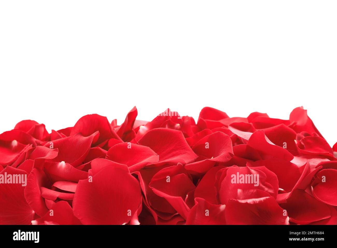 Pile of red rose petals on white background Stock Photo - Alamy