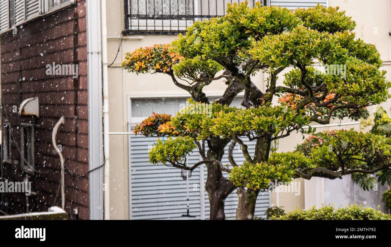 a Bonsai tree between buildings in Tokyo Stock Photo - Alamy