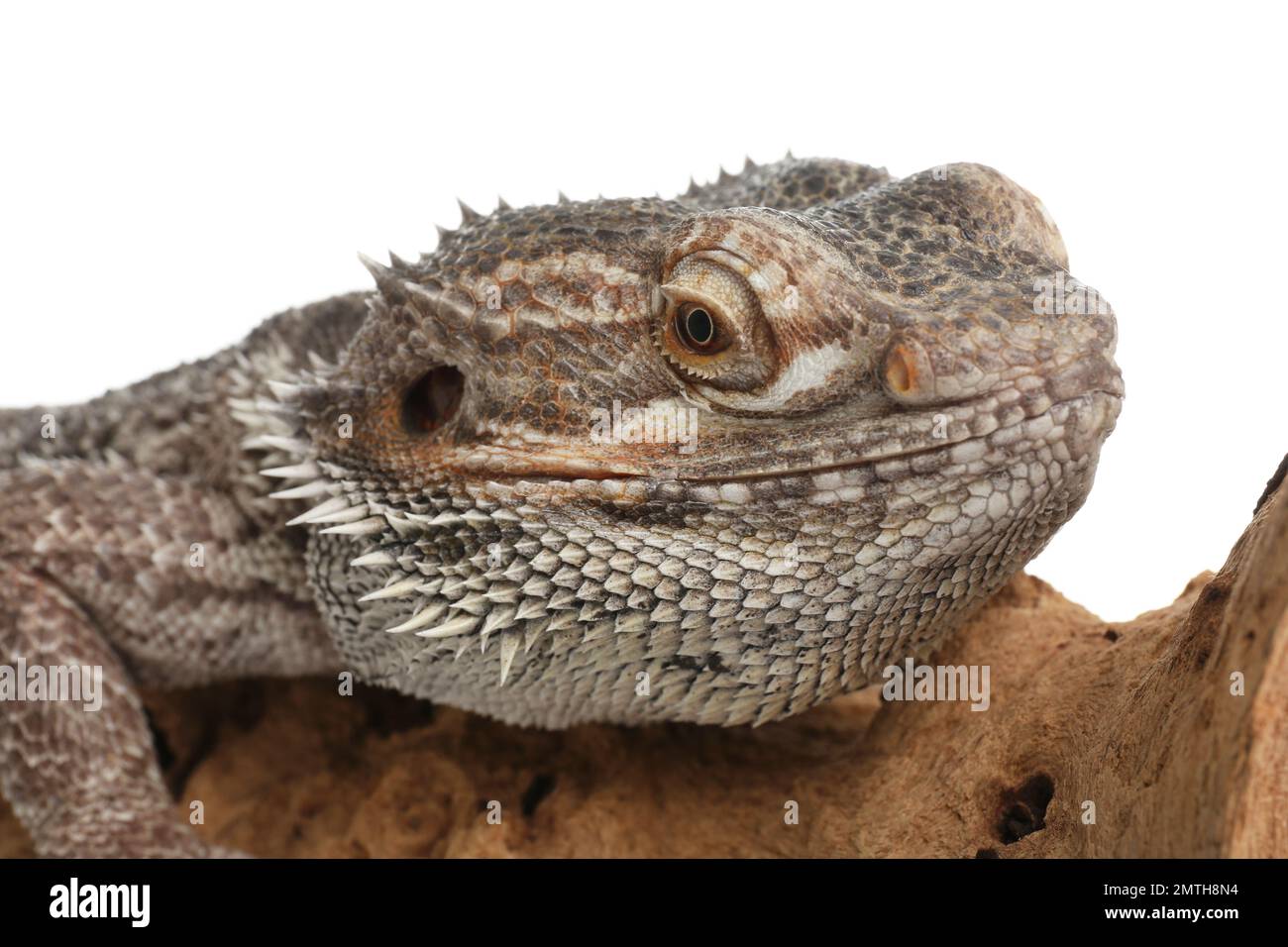 Bearded lizard (Pogona barbata) and tree branch isolated on white ...