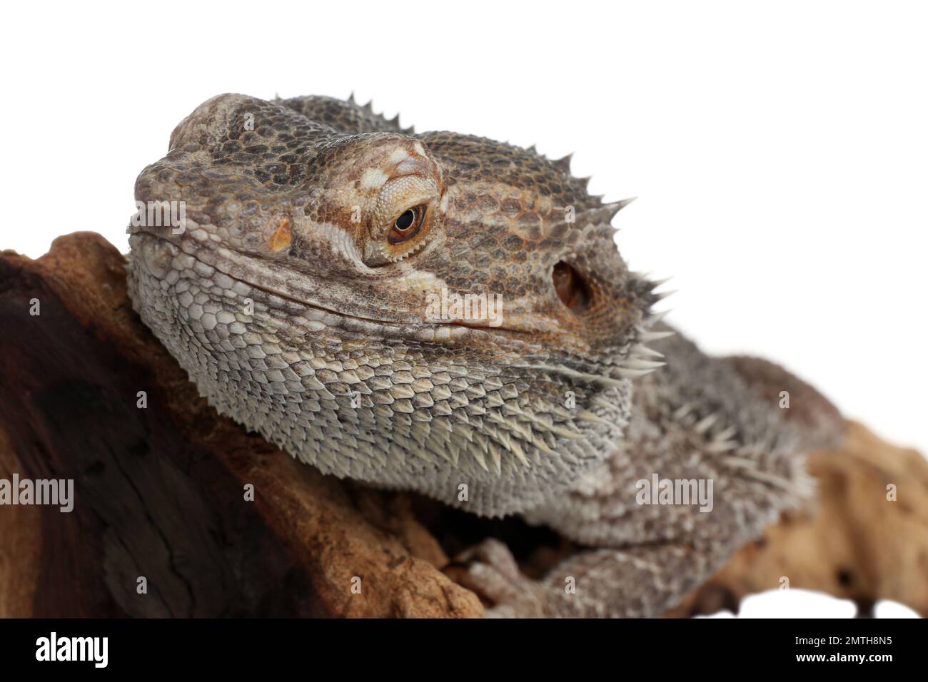 Bearded lizard (Pogona barbata) and tree branch isolated on white ...