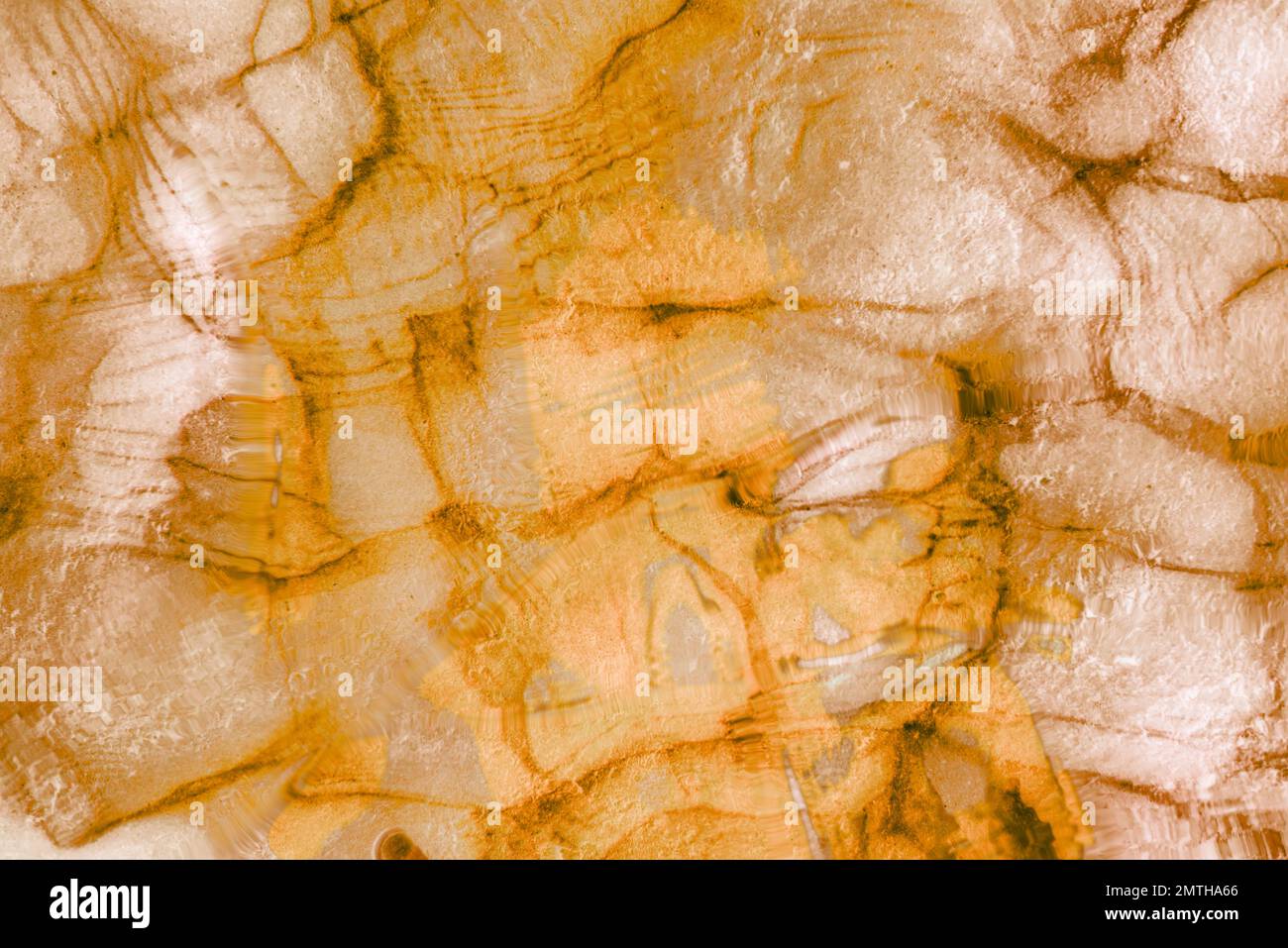 Abstract light surface with cracks or wrinkles of water or earth ...