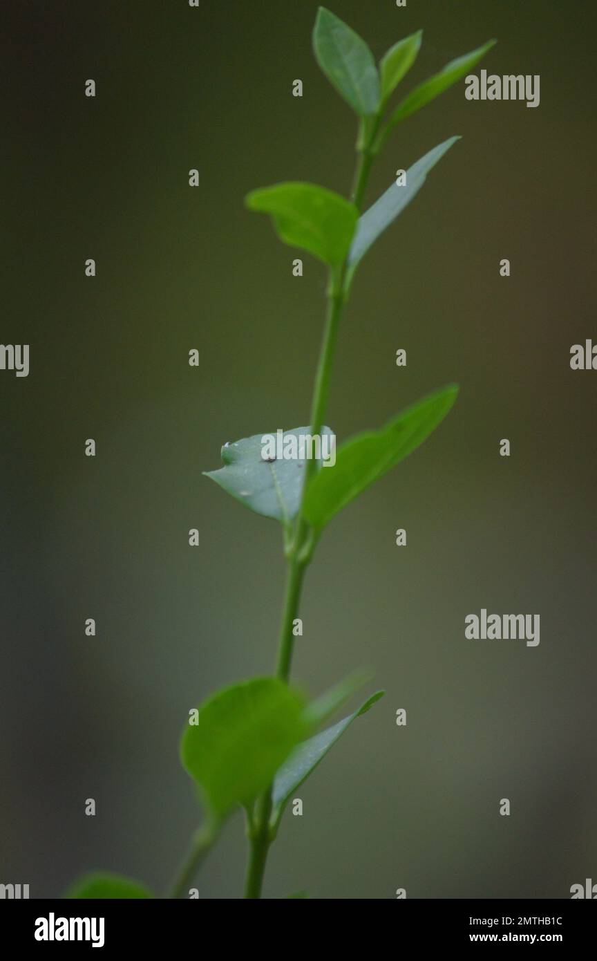 Just nature art Stock Photo - Alamy