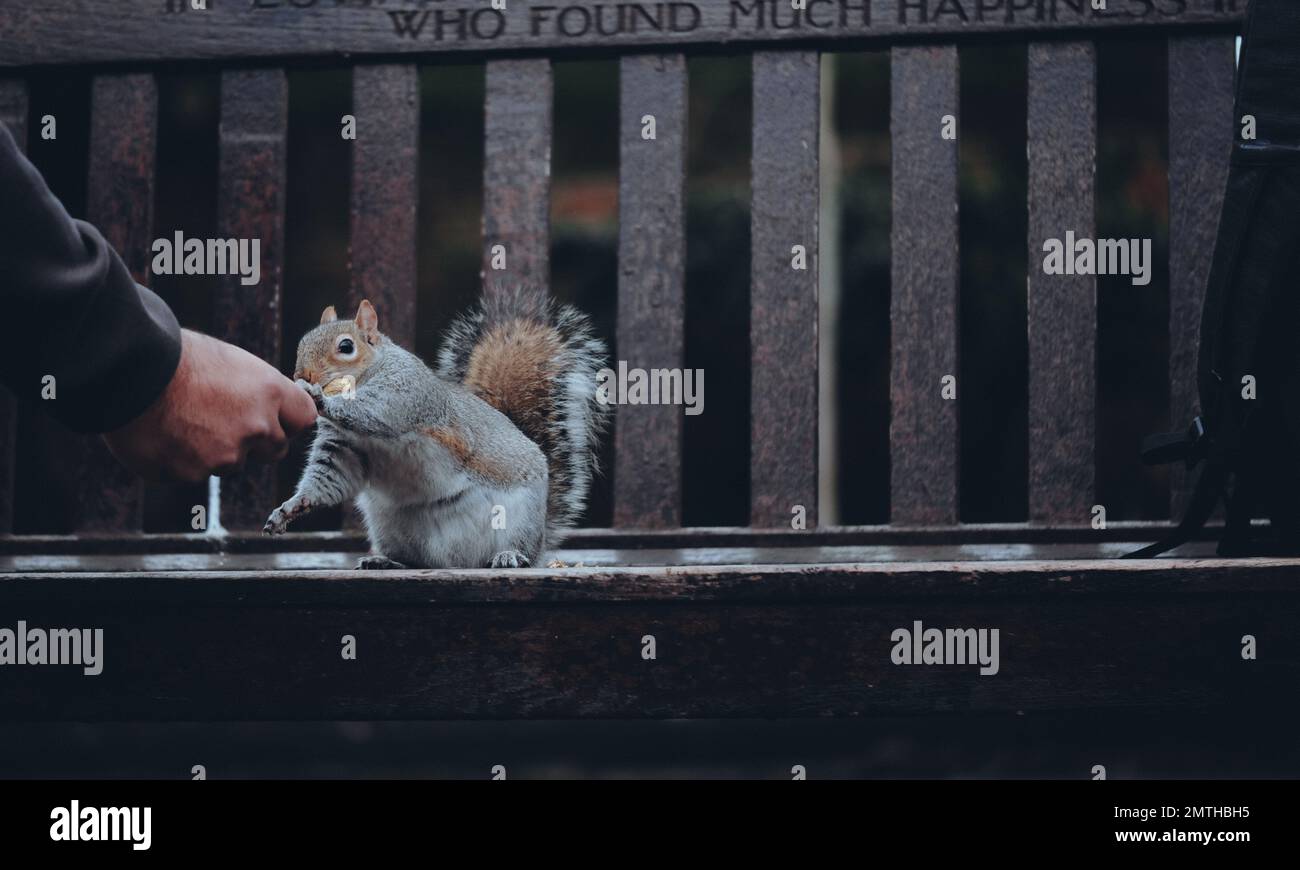 Man feeding a squirrel hi-res stock photography and images - Alamy