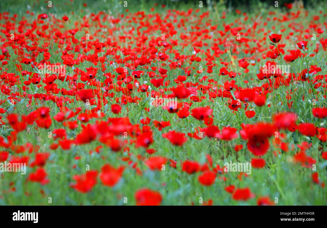 Field of red poppies Stock Photo - Alamy