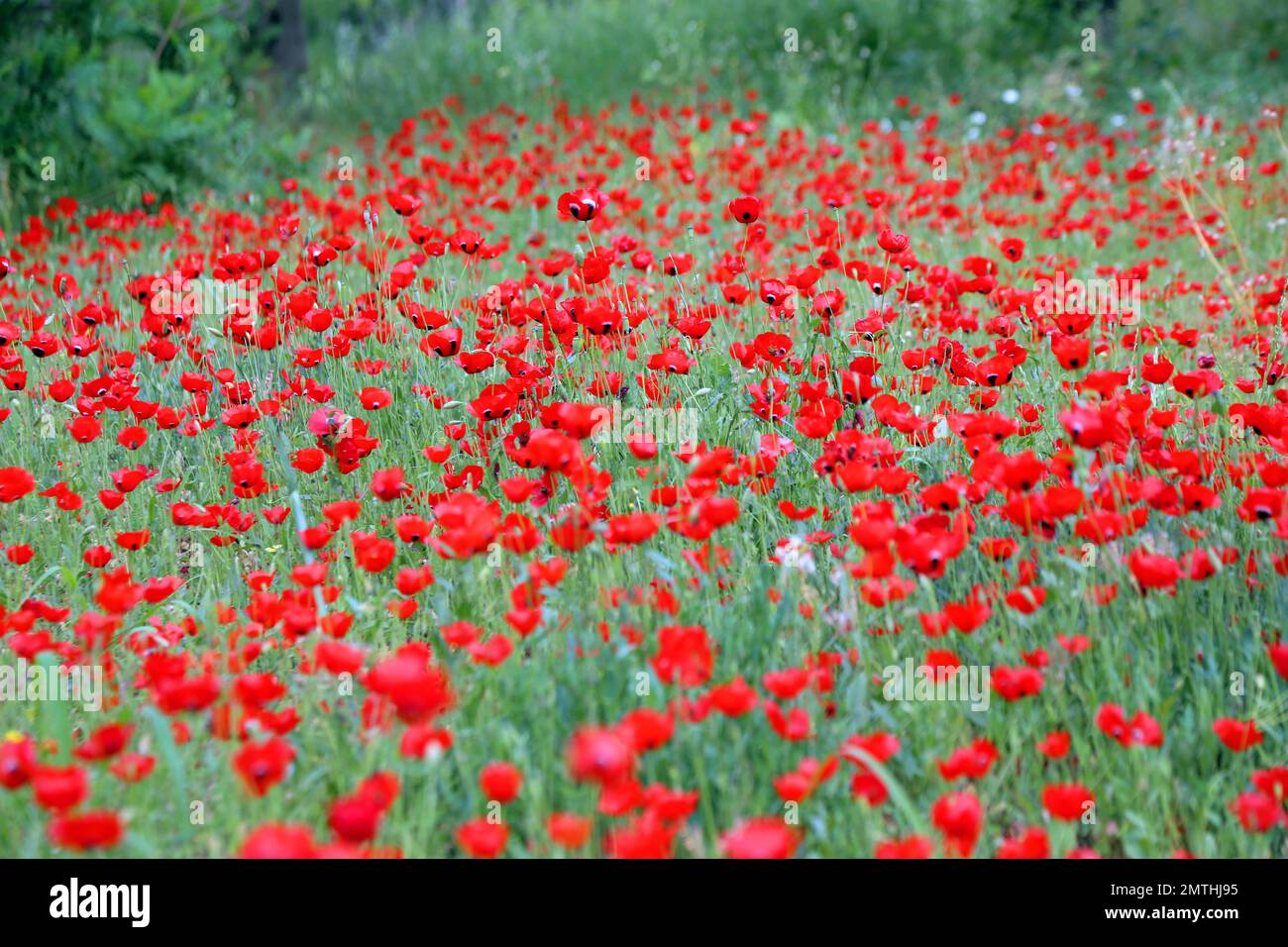 Field of red poppy flowers Stock Photo - Alamy