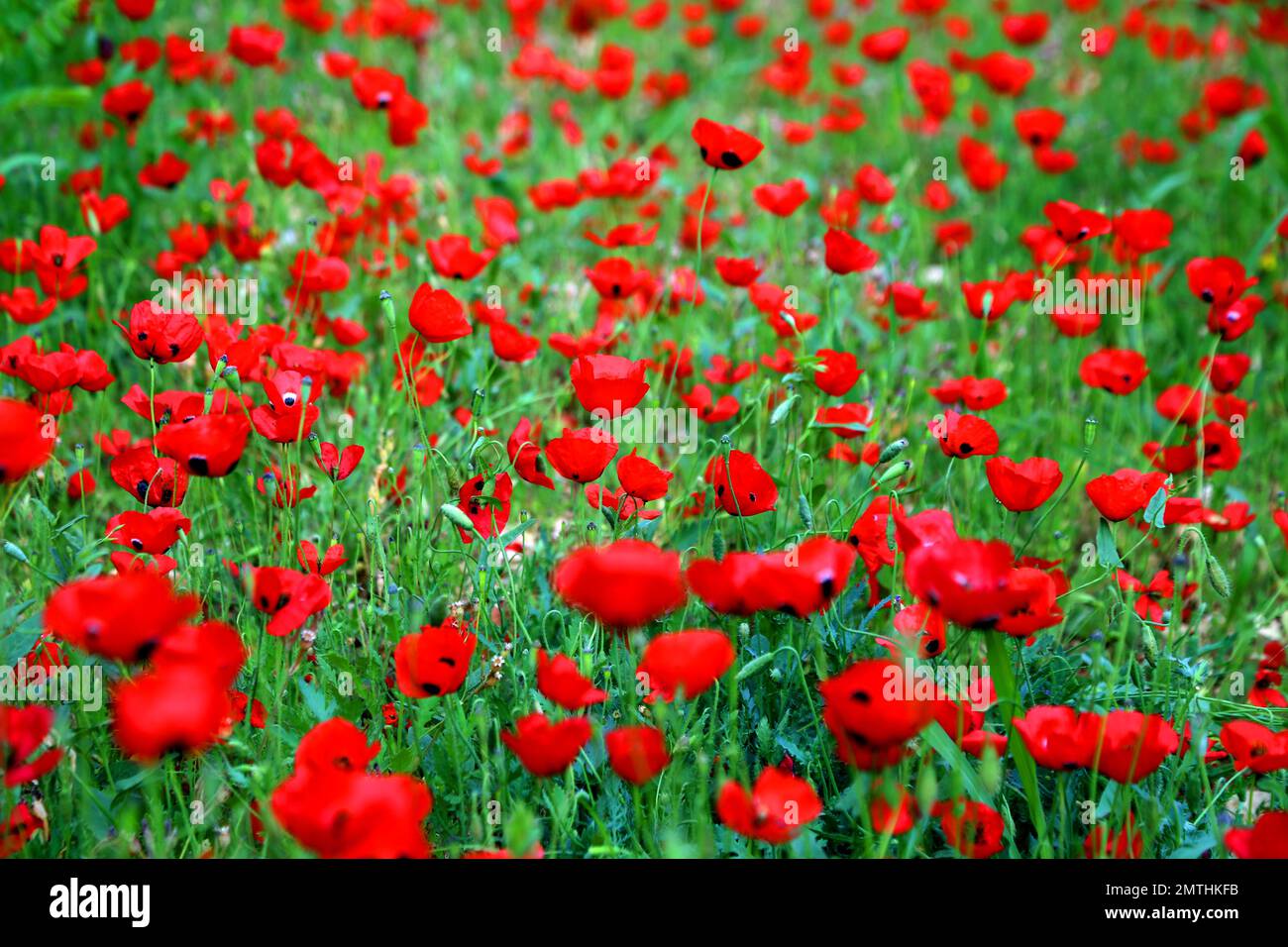 Field of red poppies Stock Photo - Alamy