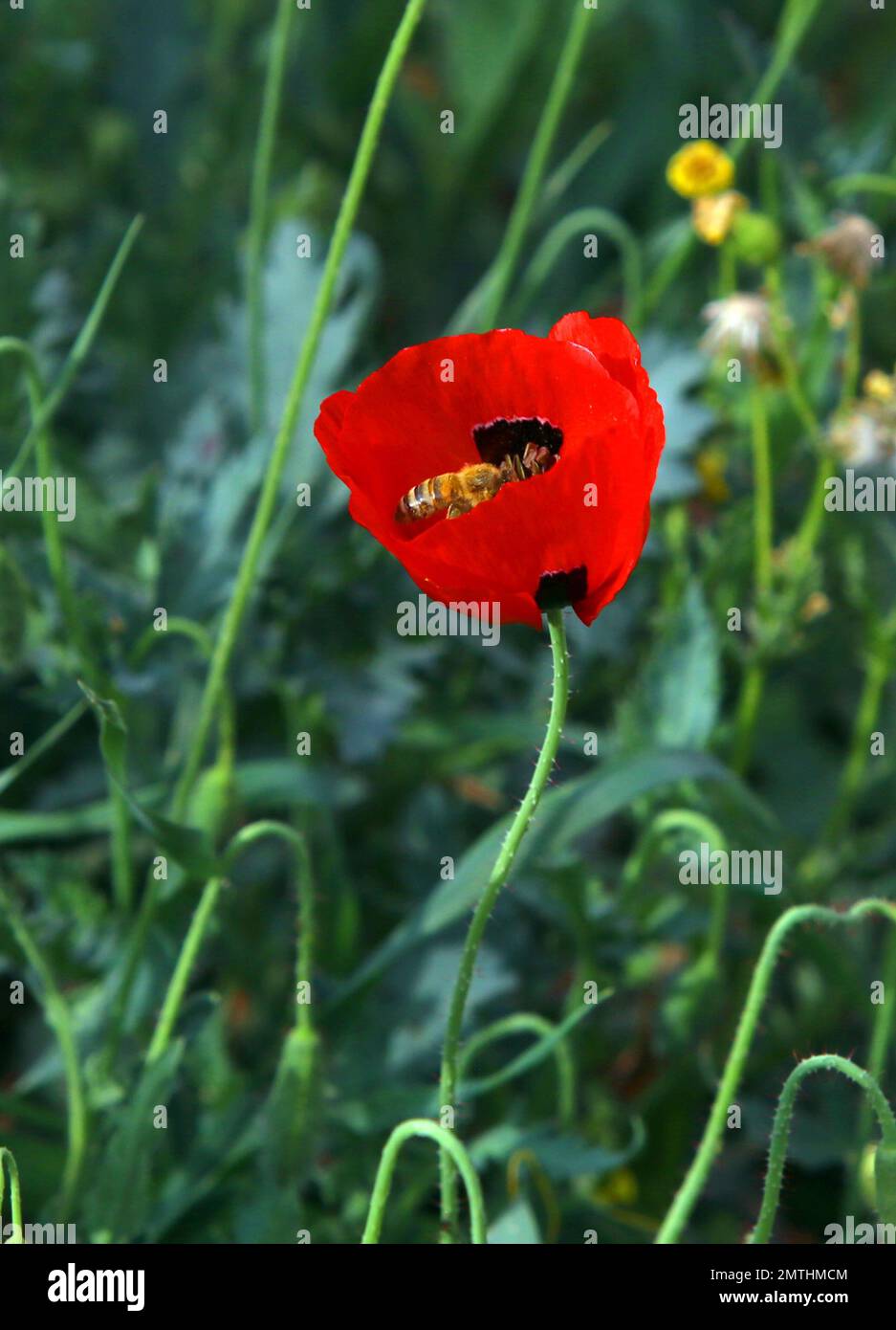 Bees on poppy flower hi-res stock photography and images - Alamy