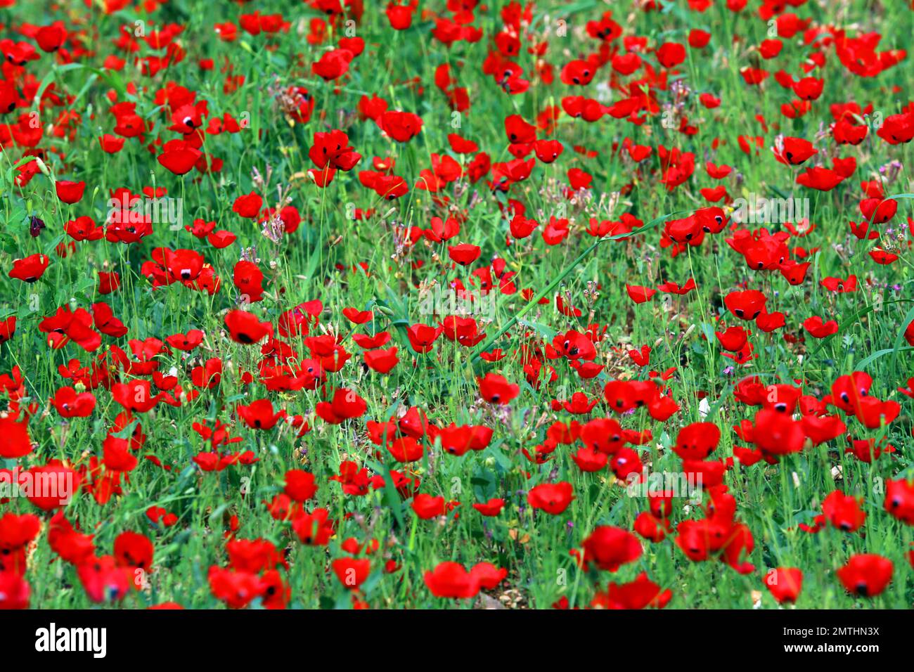 Field of red poppies Stock Photo - Alamy