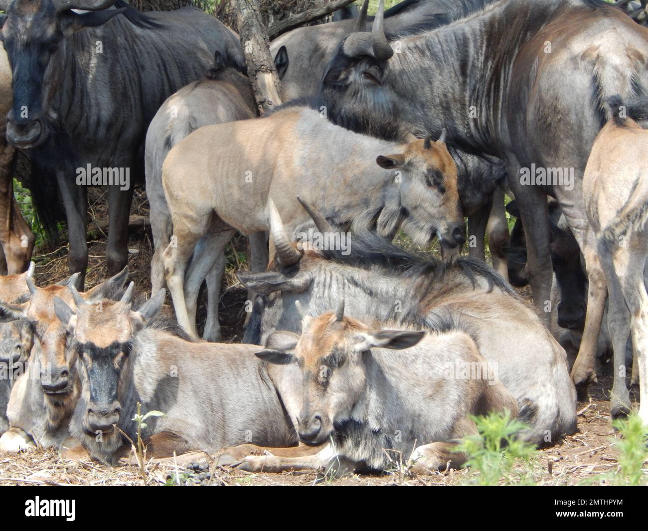 A group of blue wildebeests in the natural habitat Stock Photo - Alamy