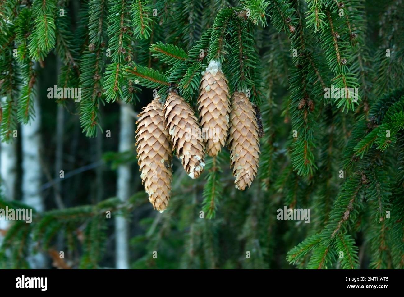 Coniferous green branch with tall brown cones for a background Stock ...