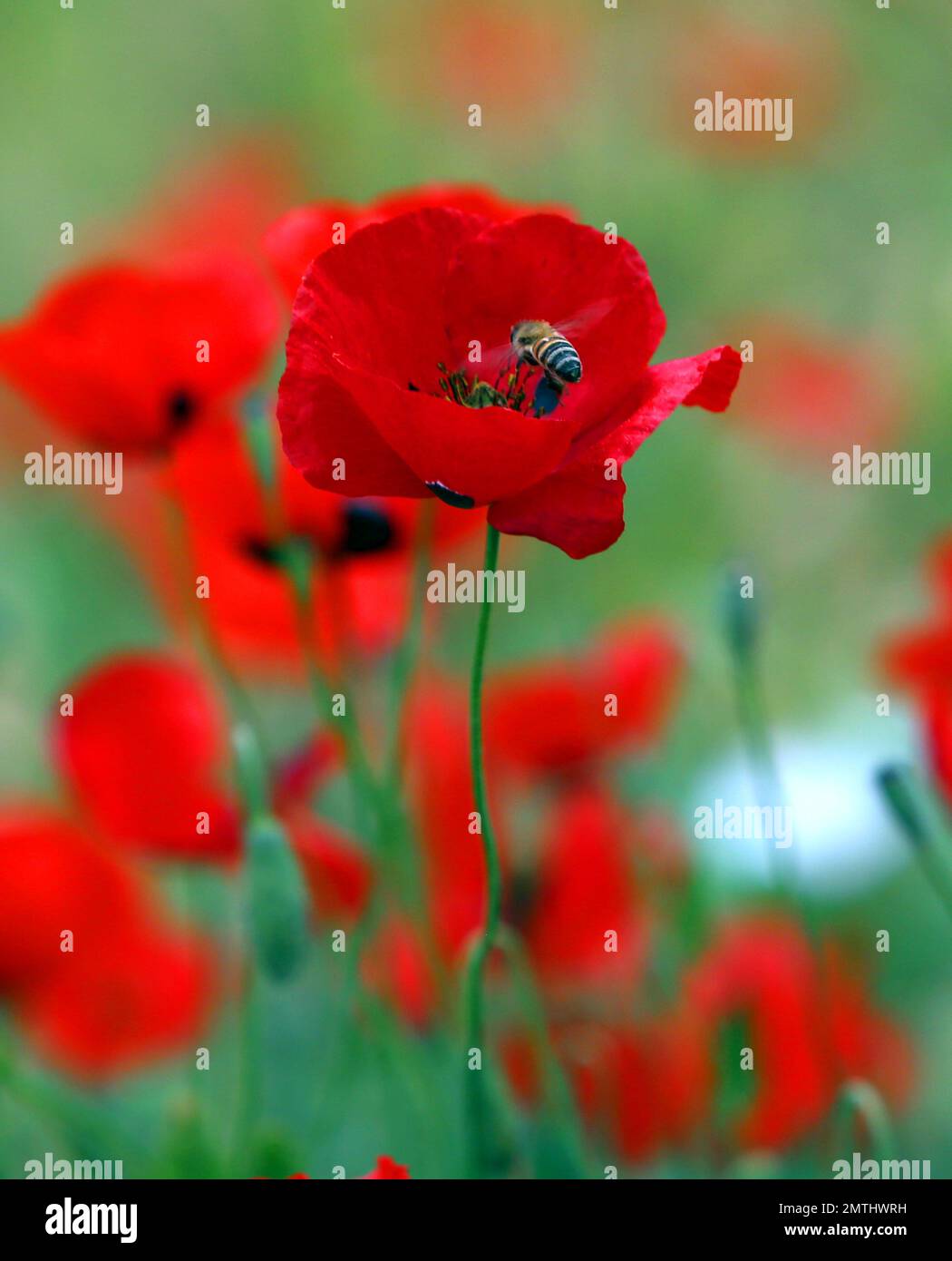 Bee on a red poppy Stock Photo - Alamy