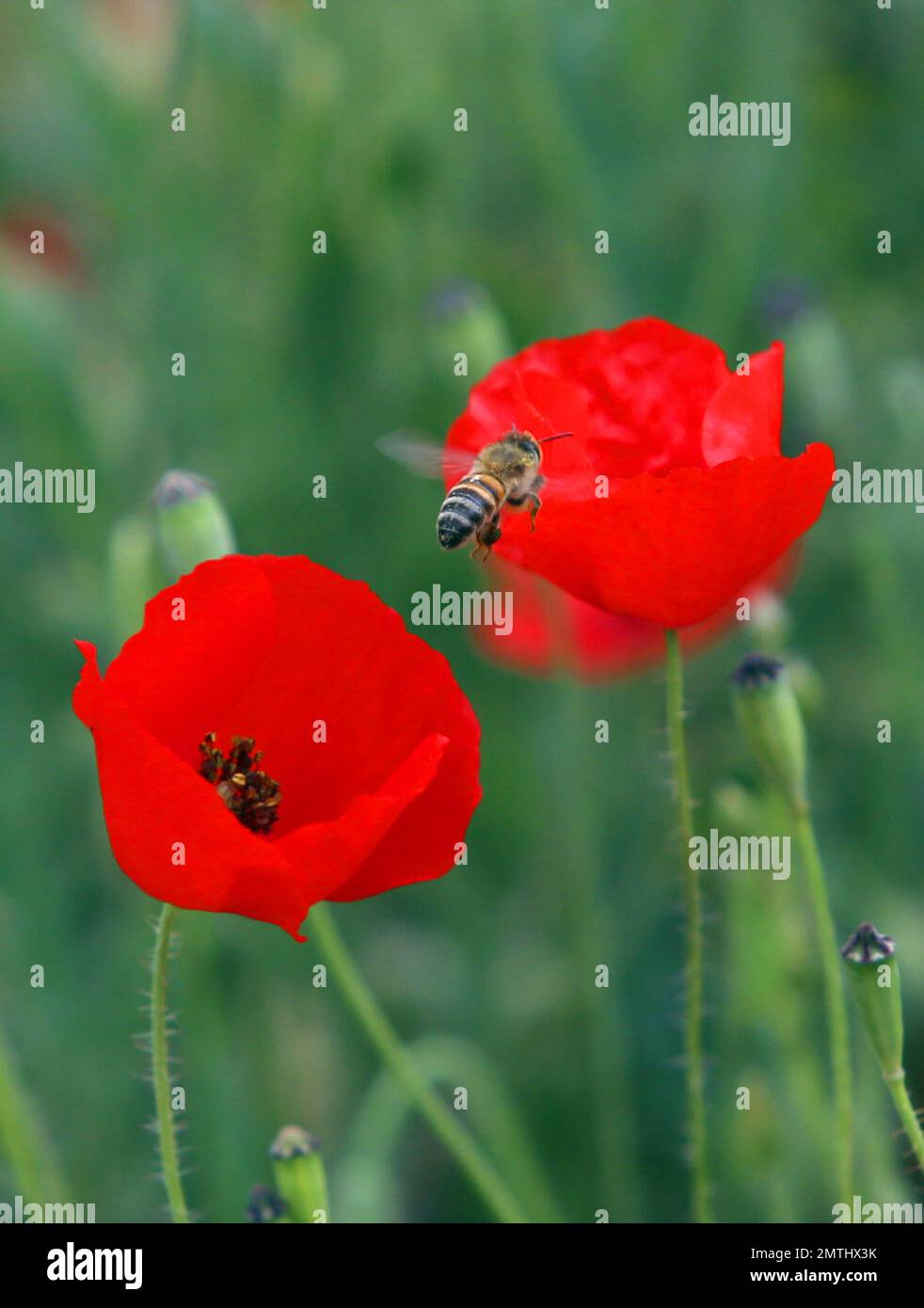 Flying honeybee over flower hi-res stock photography and images - Alamy