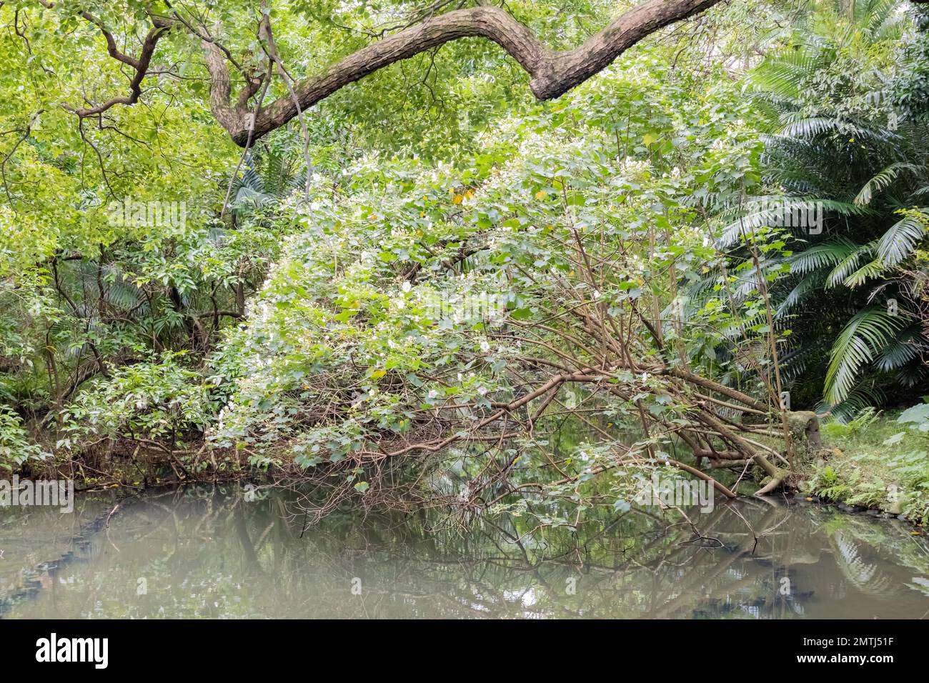Overcast view of river landscape in Taipei Botanical Garden at Taipei ...