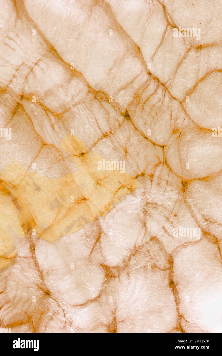 Unusual textures. Abstract light surface with cracks or wrinkles of ...