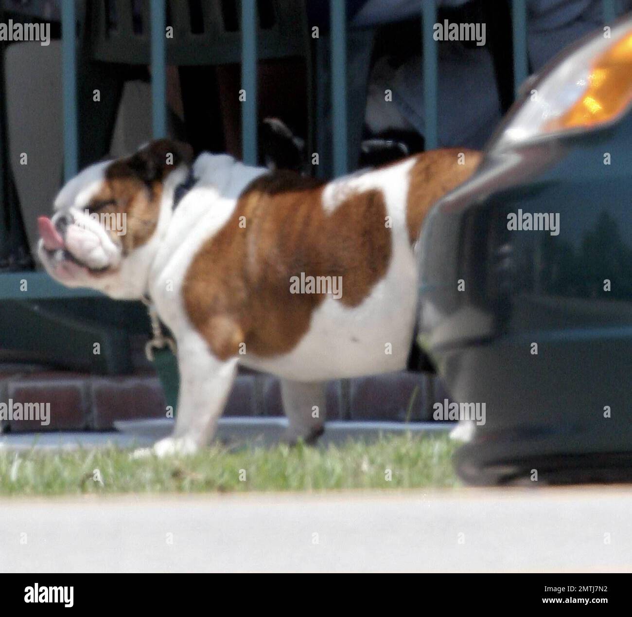 Adam sandler and his dog hi-res stock photography and images - Alamy